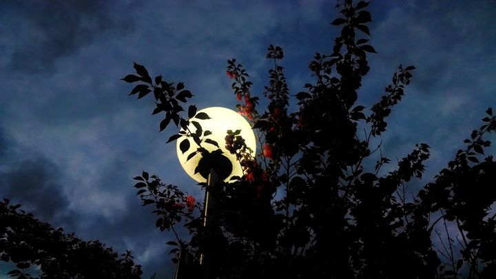 Spring Dusk - Fay Patterson - Photography, Abstract, Organic - ArtPal