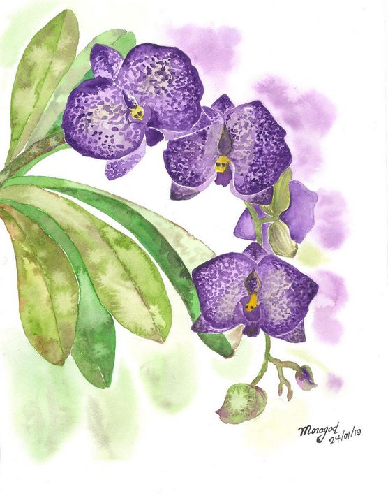 The purple vanda orchid - NicepaintingbyMoragod - Paintings & Prints ...