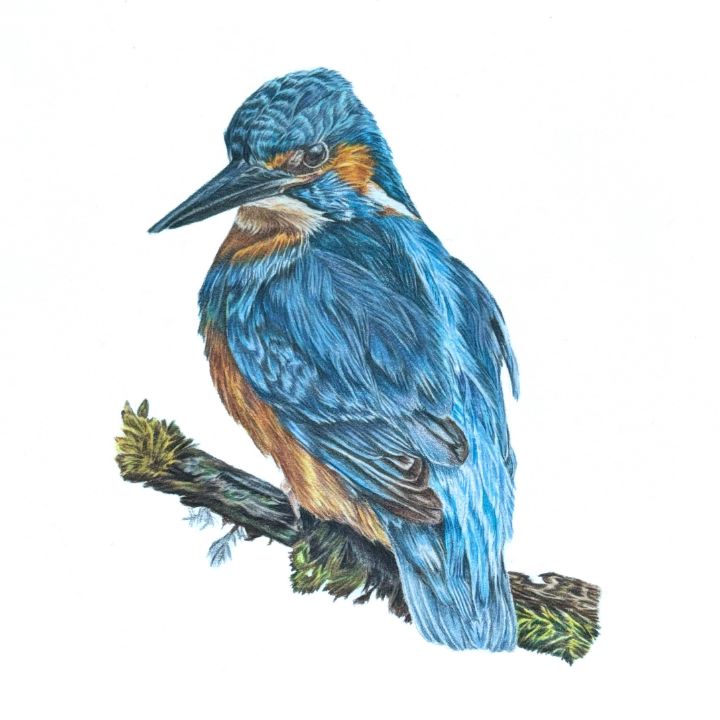 Kingfisher Coloured Pencil - Ellen Miller Artist - Drawings ...