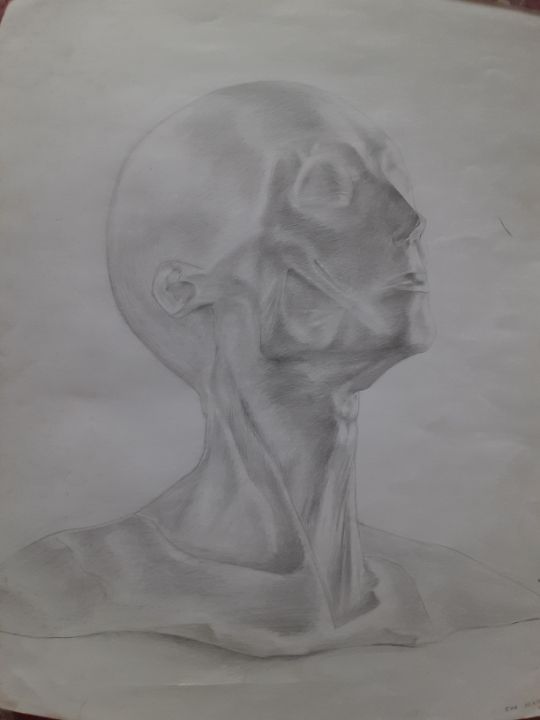 “Human Head and Neck Study” - Eva - Drawings & Illustration, People ...