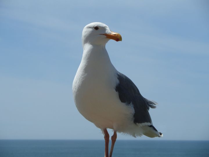 Seagull - NeworImage - Photography, Animals, Birds, & Fish, Birds ...
