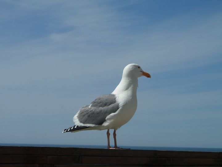 Seagull, side view - NeworImage - Photography, Animals, Birds, & Fish ...
