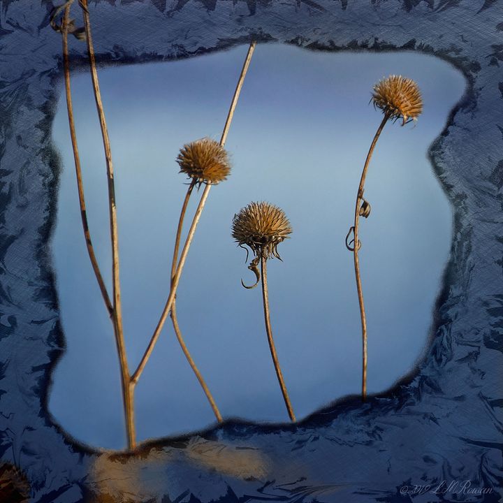 Seed Pods in Blue Frame - Images Undefined - Photography, Flowers ...