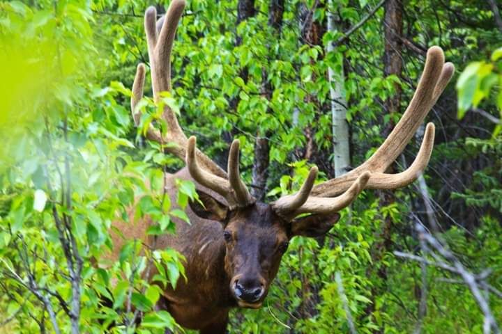 Life in the forest - BeeBee trading - Photography, Animals, Birds ...
