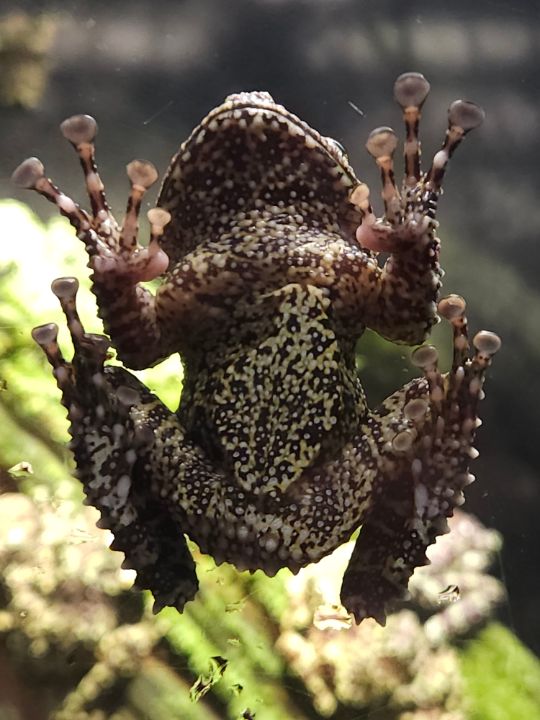 Frog 2 - Giddy Goat Gallery - Photography, Animals, Birds, & Fish ...
