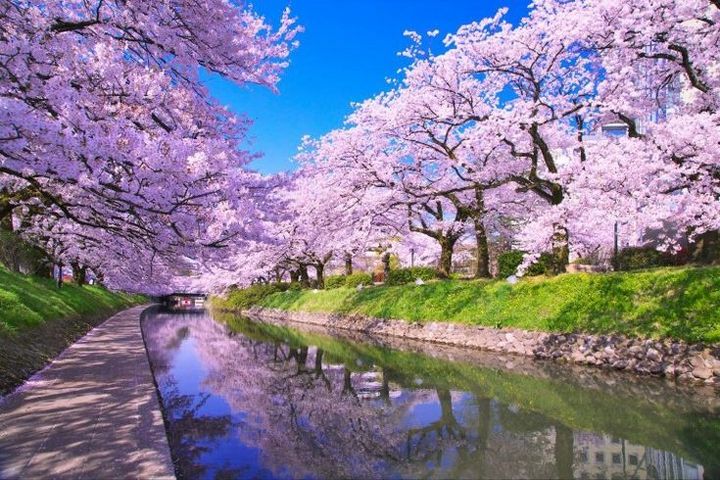 Cherry Blossom sakura - Jazz's store - Photography, Flowers, Plants ...