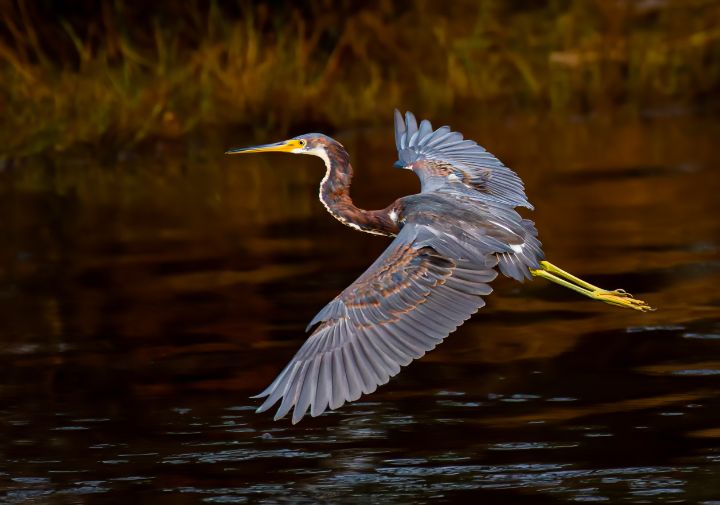Tricolored Heron - Photography by Michael Riffle - Photography, Animals ...