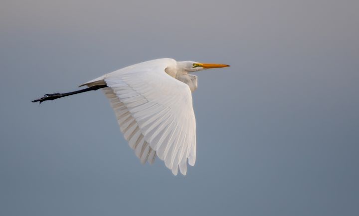 In Flight - Photography by Michael Riffle - Photography, Animals, Birds ...