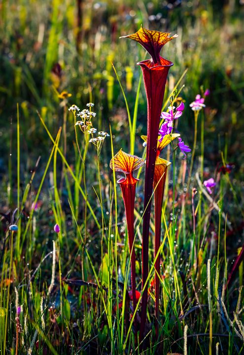 Pitchers - Photography by Michael Riffle - Photography, Landscapes ...