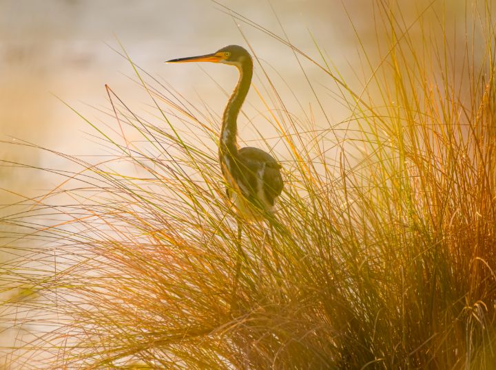 Sunrise - Photography by Michael Riffle - Photography, Animals, Birds ...