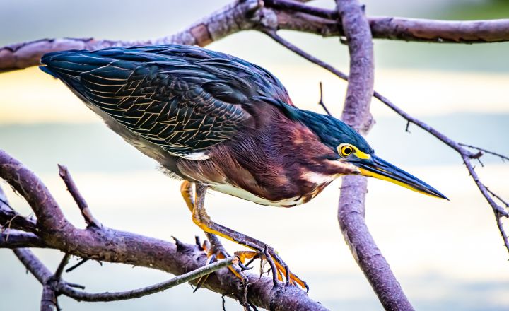 Lookout - Photography by Michael Riffle - Photography, Animals, Birds ...