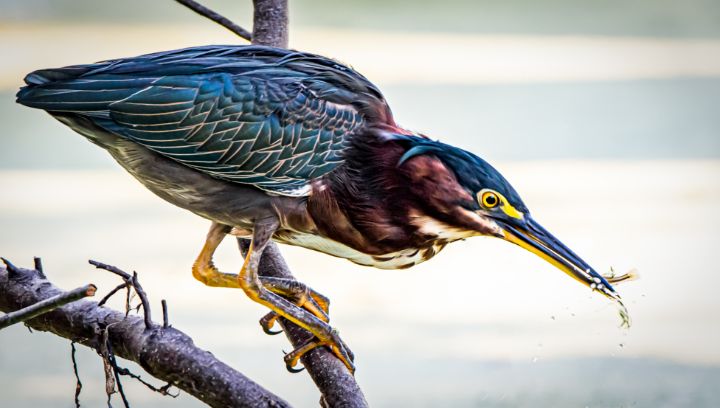 Fishing - Photography by Michael Riffle - Photography, Animals, Birds ...