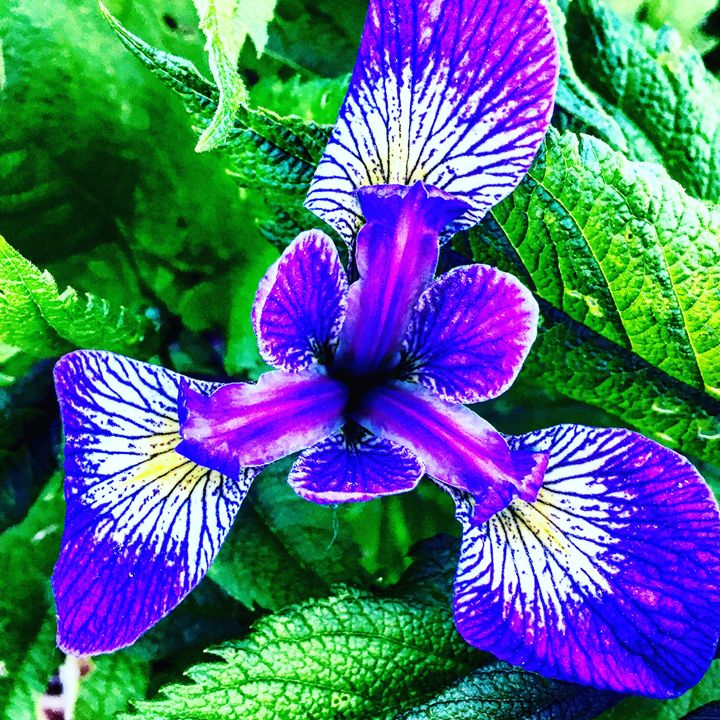 Flower of life - North Woods Photography - Photography, Flowers, Plants ...