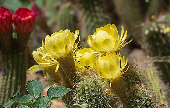 Yellow Cactus Flowers - Michael Moriarty Photography - Photography ...
