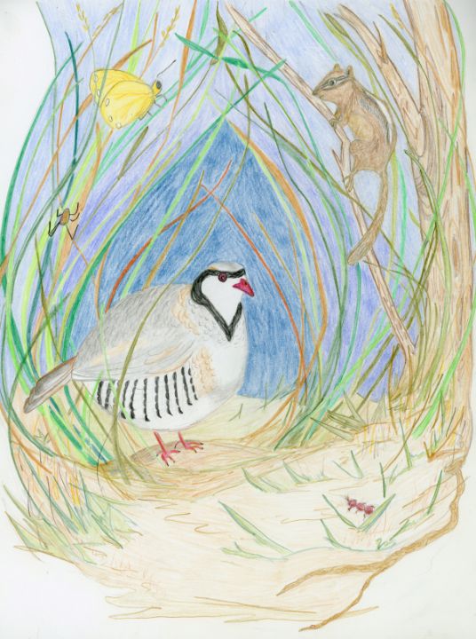 In The Weeds Chukar - Yarmony Mountain Art - Paintings & Prints ...