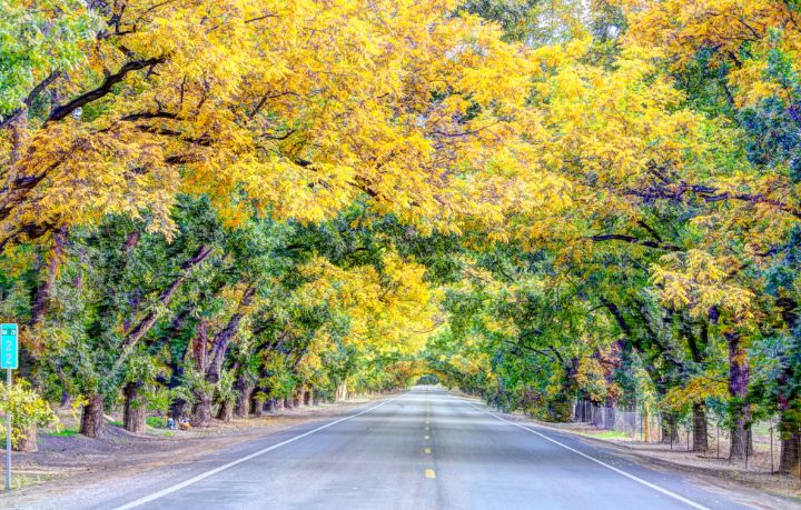 Pecan Tunnel Fall Foliage - TopGum Photography by E. Gary Gum ...