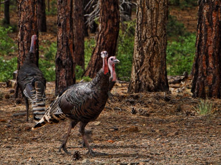 Wild Turkey - TopGum Photography by E. Gary Gum - Photography, Animals ...