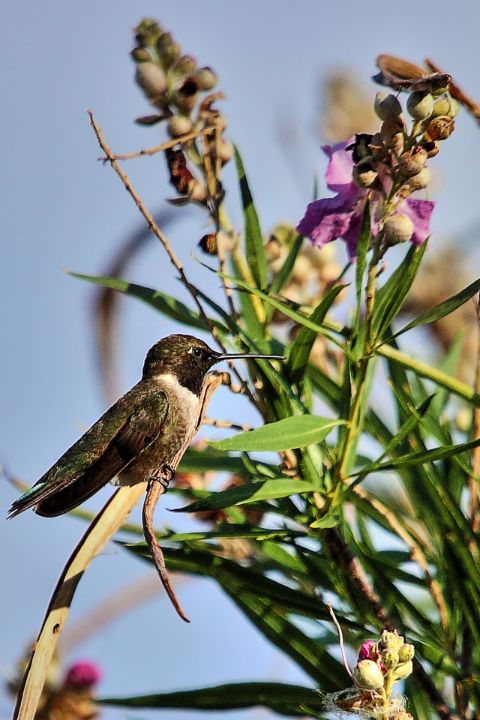 Hector Hummingbird - TopGum Photography by E. Gary Gum - Photography ...