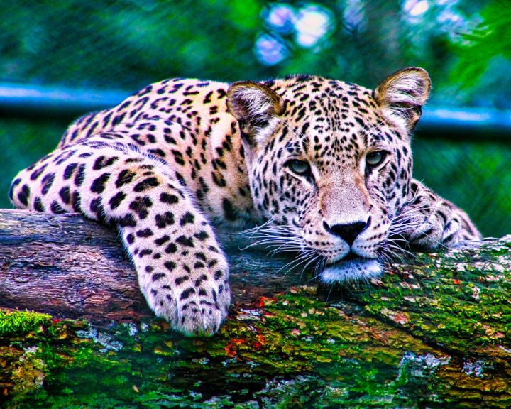Gorgeous Leopard Perched On Tree - James Yoke - Photography, Animals ...