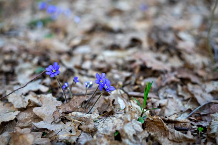 First violets in early spring. - gervele.art - Photography, Flowers ...
