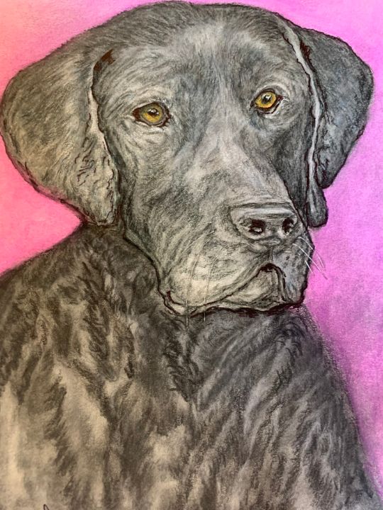 Black Labrador Retriever - Janis Singleton - Drawings & Illustration ...
