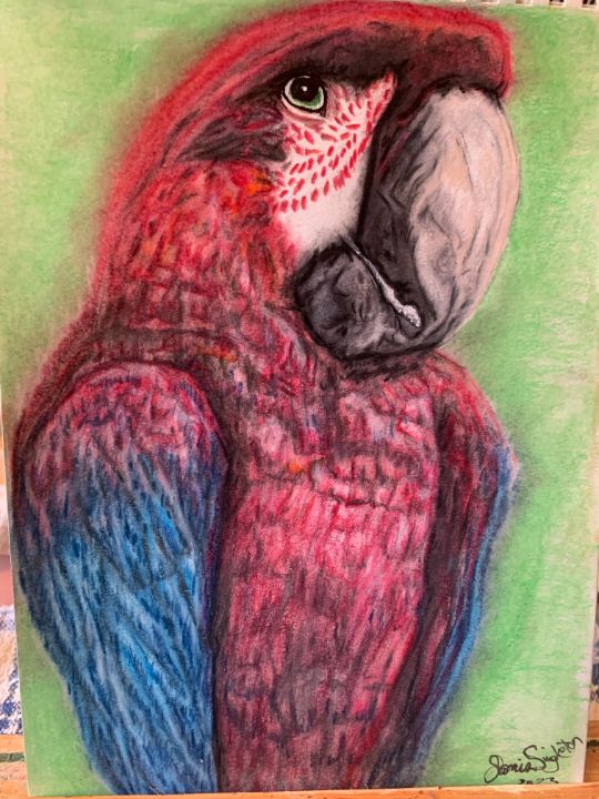 Mr. Macaw - Janis Singleton - Drawings & Illustration, Animals, Birds ...