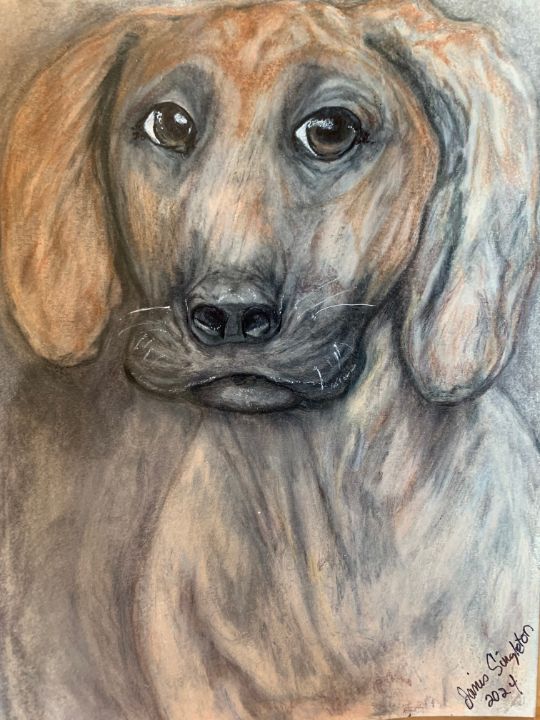 Rhodesian Ridgeback Puppy - Janis Singleton - Drawings & Illustration ...
