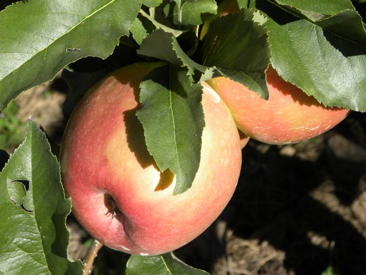Apples - Taylor Harrison - Photography, Flowers, Plants, & Trees, Trees ...