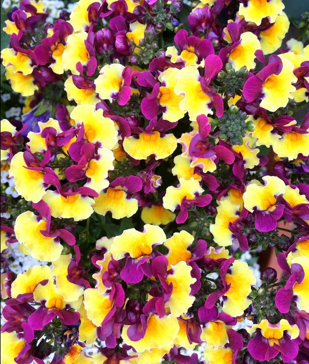 Flowers of Japan - Violets Galore! - African Urban Art - Photography ...