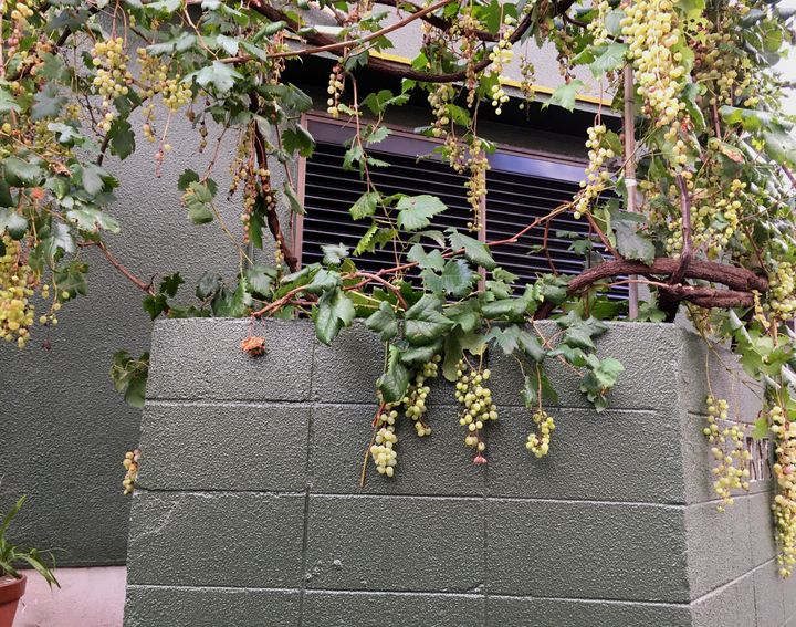 Foliage of Japan - Grape Vines - African Urban Art - Photography ...