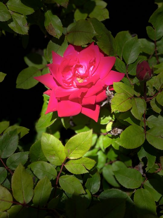 Rose Series 1.10 - Room121 - Photography, Flowers, Plants, & Trees ...