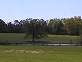 Tony Teague - Paintings & Prints