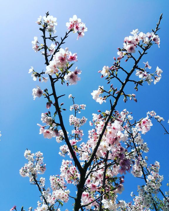 liberty spring - HK - Photography, Flowers, Plants, & Trees, Flowers ...