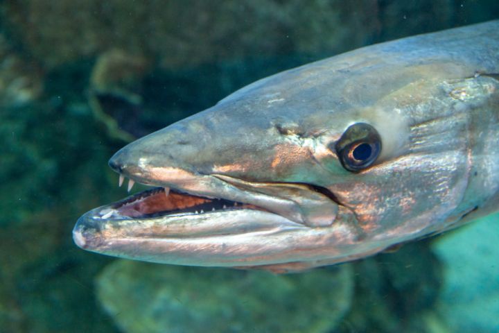 Great Barracuda - David Russell Photography - Photography, Landscapes ...