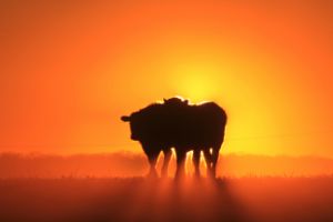 Robert D Brozek - Photography