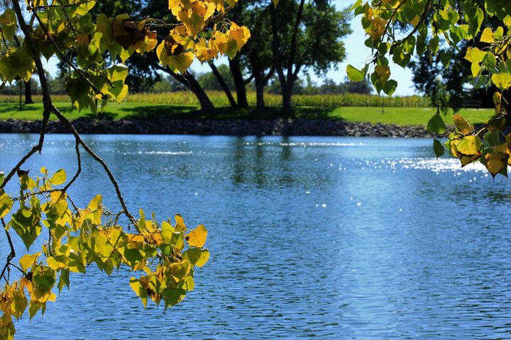 Kansas Fall Leaves with blue water - Robert D Brozek - Photography ...