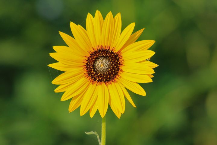 Kansas Wild Sunflower closeup - Robert D Brozek - Photography, Flowers ...