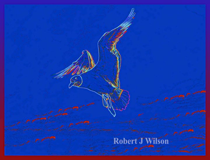 Bird in Flight - Robert J. Wilson - Photography, Animals, Birds, & Fish ...
