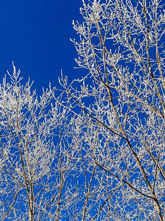 Sun Bright Rime Frost - Vickielynne - Photography, Landscapes & Nature ...