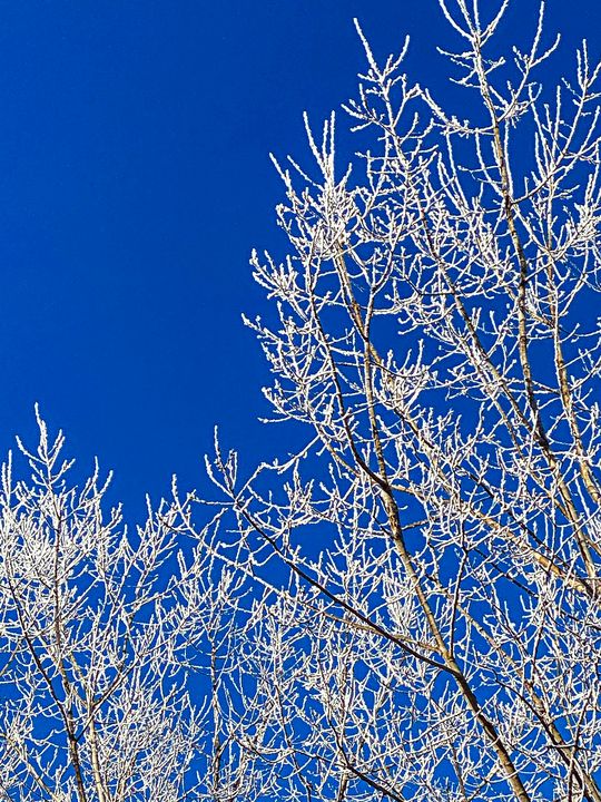 Sun Bright Rime Frost - Vickielynne - Photography, Landscapes & Nature ...