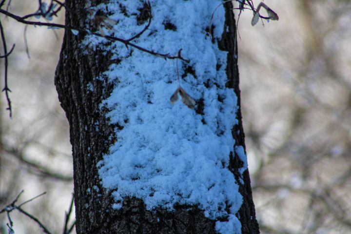 A Smatter of Snow - Vickielynne - Photography, Landscapes & Nature ...