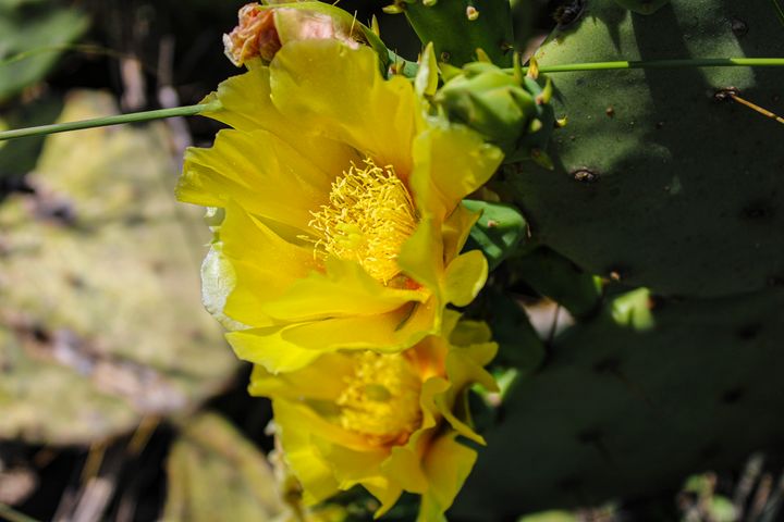Texas Cacti - Vickielynne - Photography, Flowers, Plants, & Trees ...