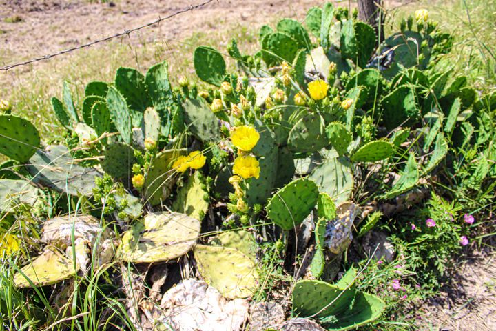 Texas Cacti - Vickielynne - Photography, Flowers, Plants, & Trees ...