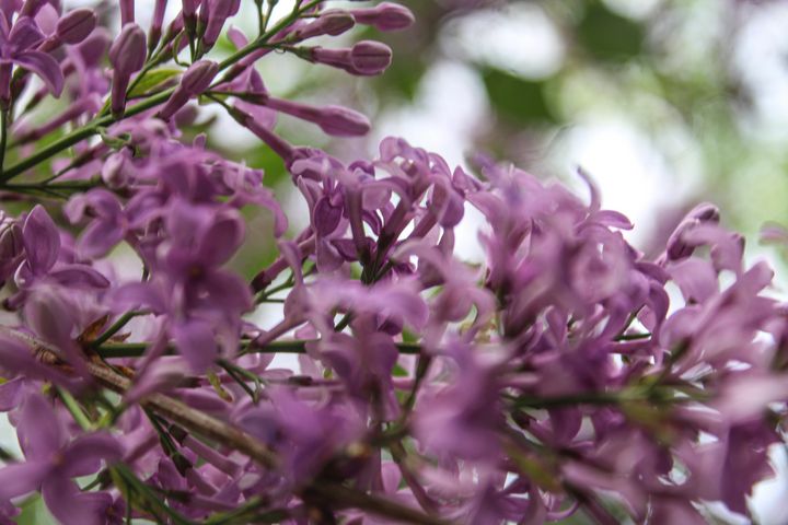 My Lilac Bush - Vickielynne - Photography, Flowers, Plants, & Trees ...