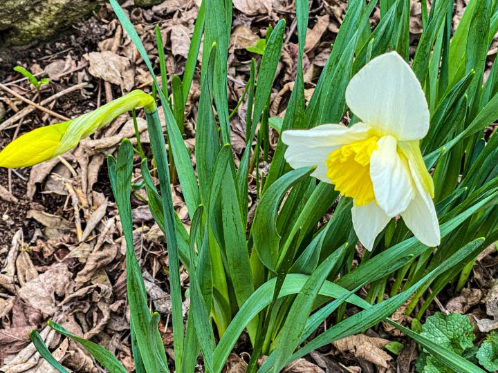 Spring/Summer Flowers 2022 - Vickielynne - Photography, Flowers, Plants ...
