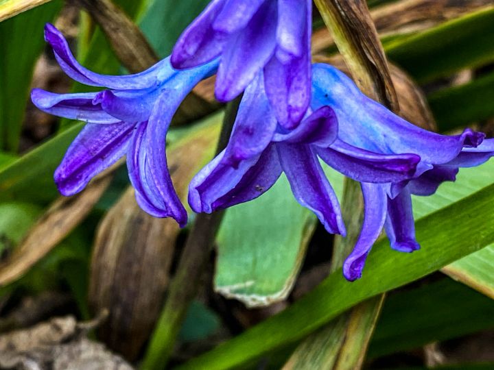 Spring/Summer Flowers 2022 - Vickielynne - Photography, Flowers, Plants ...