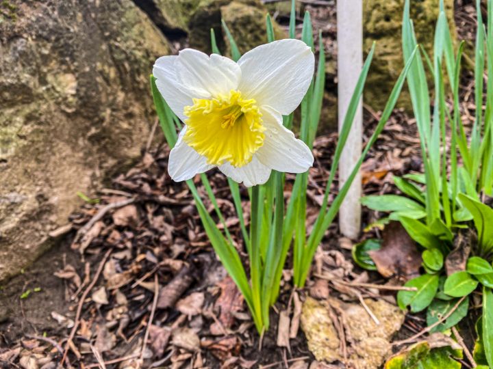 Spring/Summer Flowers 2022 - Vickielynne - Photography, Flowers, Plants ...