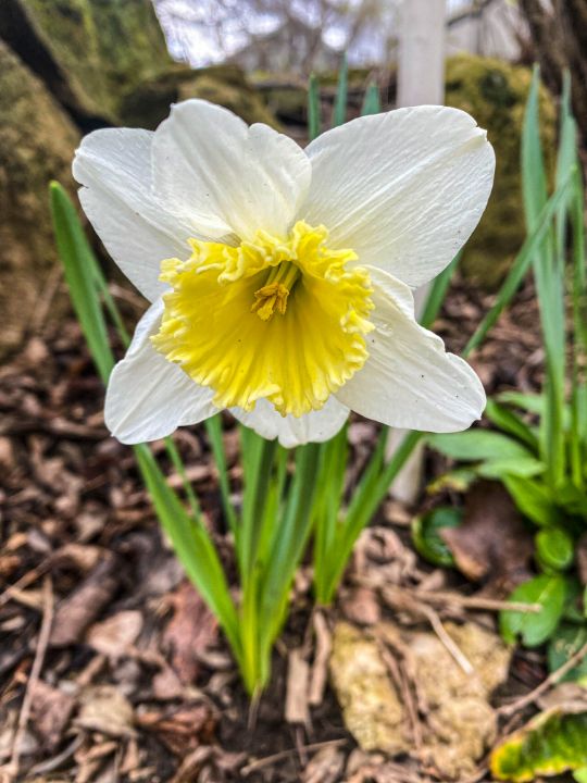 Spring/Summer Flowers 2022 - Vickielynne - Photography, Flowers, Plants ...