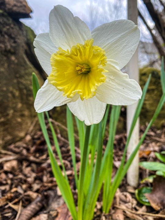 Spring/Summer Flowers 2022 - Vickielynne - Photography, Flowers, Plants ...