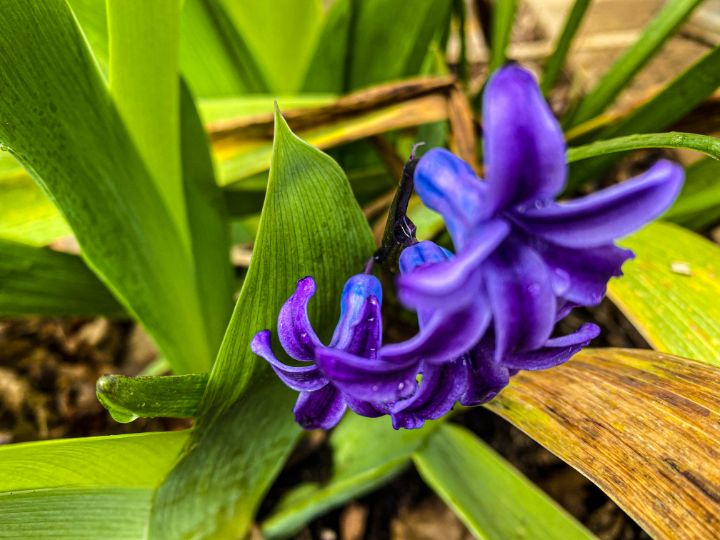 Spring/Summer Flowers 2022 - Vickielynne - Photography, Flowers, Plants ...